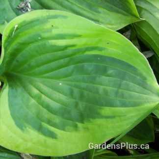 Hosta – Gardens Plus