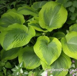 Hosta – Gardens Plus