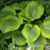 Afterglow Hosta