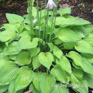 Hosta – Gardens Plus