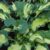 Golden Meadows Hosta