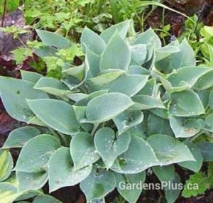 Halcyon Hosta