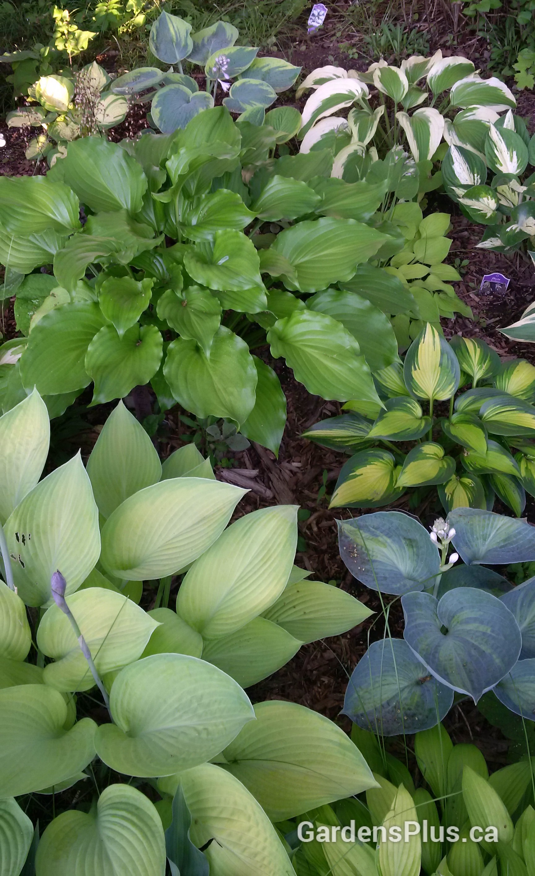 Bring a bus load to visit the award winning Display gardens. Hosta and ...