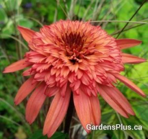 Raspberry Truffle – Gardens Plus