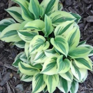 Hosta – Gardens Plus