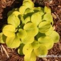 Sun Mouse Hosta