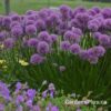 Allium Millennium