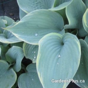 Blue Flame Hosta - Gardens Plus