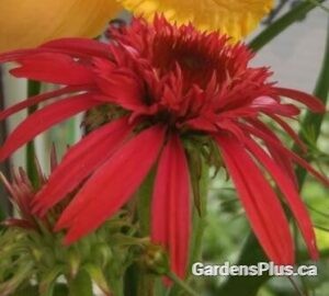 Double Scoop Raspberry Deluxe – Gardens Plus