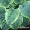 Spartacus Hosta