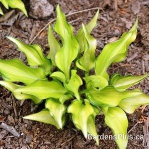 Hosta – Gardens Plus