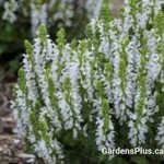 Salvia – Gardens Plus