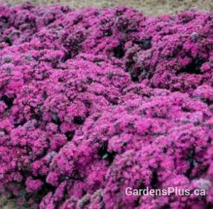 Superstar Sedum – Gardens Plus