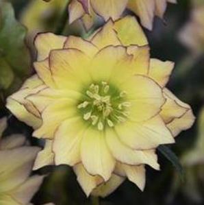 Other Perennials – Gardens Plus