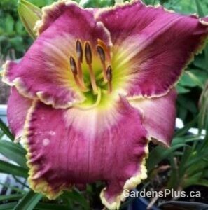 Raspberry Eclipse – Gardens Plus