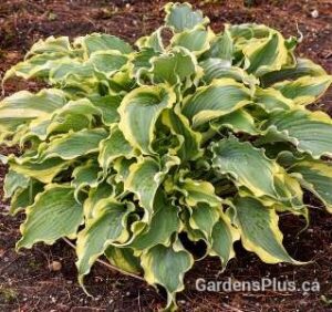 Hosta Voices in the Wind