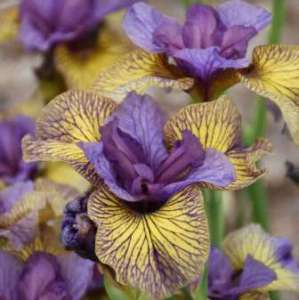 Other Perennials – Gardens Plus