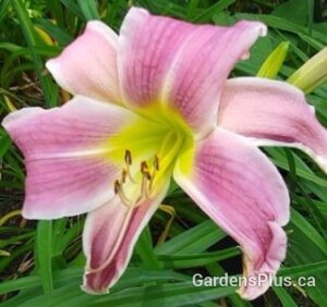 Blue Reflection – Gardens Plus